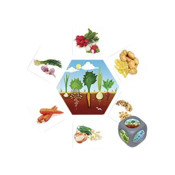 Where Does Food Come From?