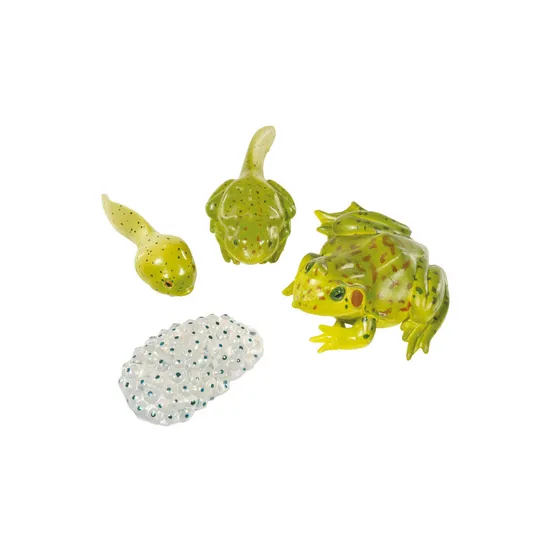 Frog Life Cycle - Set of 4