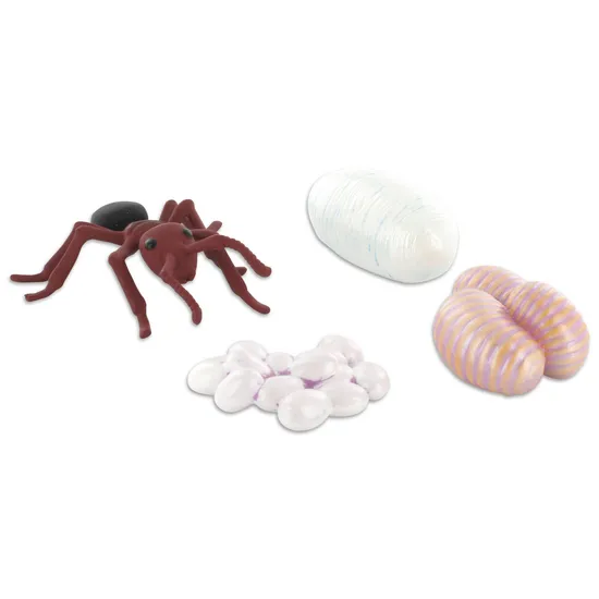 Ant Life Cycle Set of 4 - MTA Catalogue