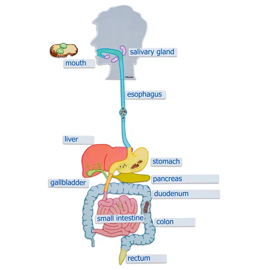 Magnetic Digestive System Model