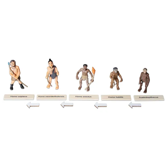 Evolution of Humans Life Cycle Set - MTA Catalogue