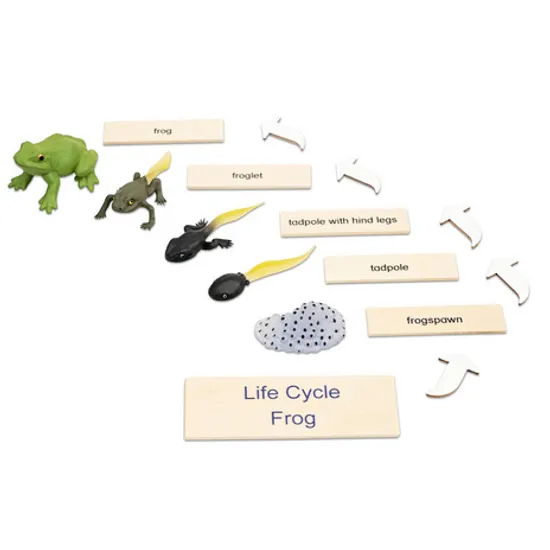 Frog Life Cycle Model & Puzzle Set