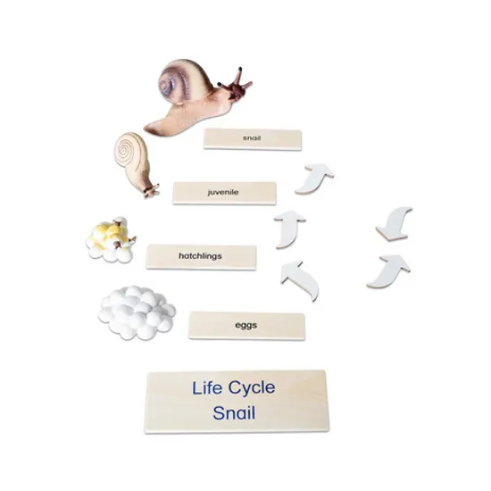 Snail Life Cycle Model & Puzzle Set