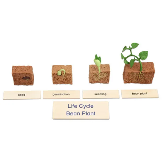 Plant Life Cycle Model & Puzzle Set