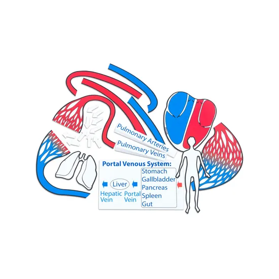 Magnetic Blood Circulation Model