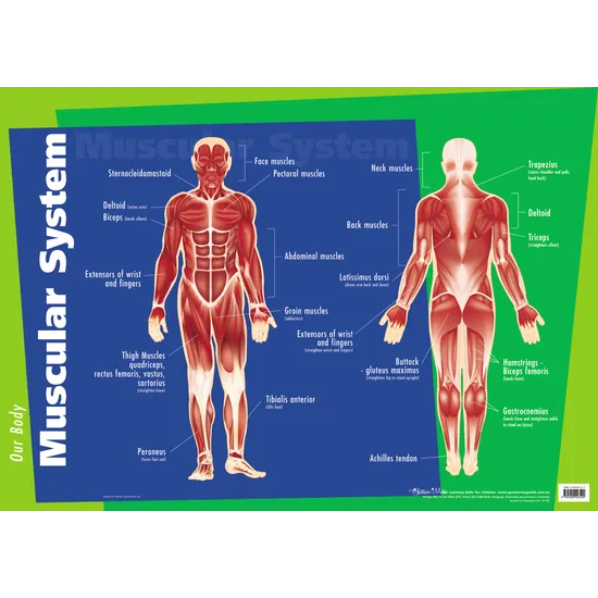 Muscular System Chart