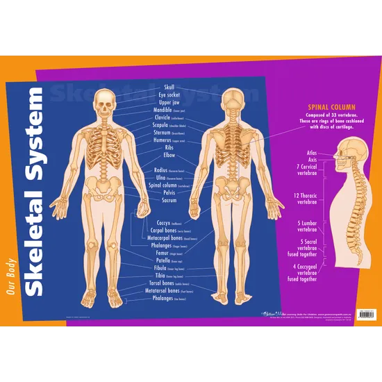 7th Grade Skeletal System Diagram Human Skeleton Free