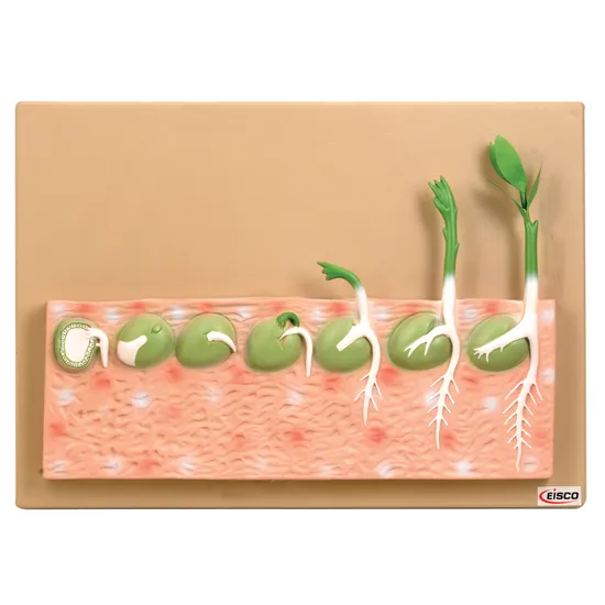 Seed Germination Model