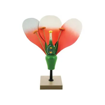 Typical Flower Model - Dissectable