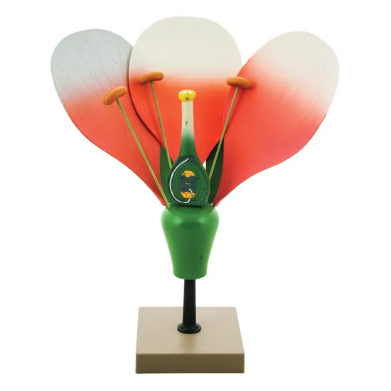 Typical Flower Model - Dissectable
