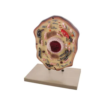 Animal Cell Model