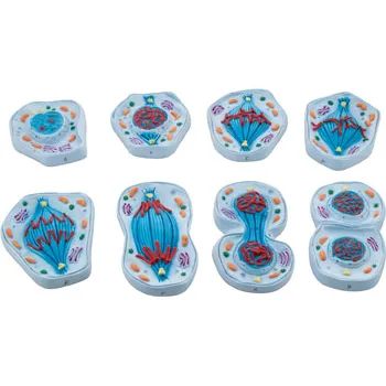 Mitosis Model - Set of 8
