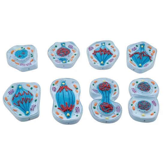 Mitosis Model - Set of 8