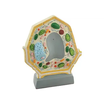 Plant Cell Model - Enlarged 10000 times