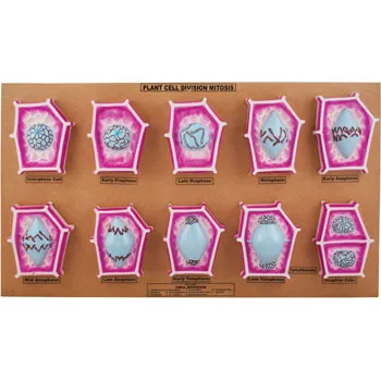 Plant Mitosis Model