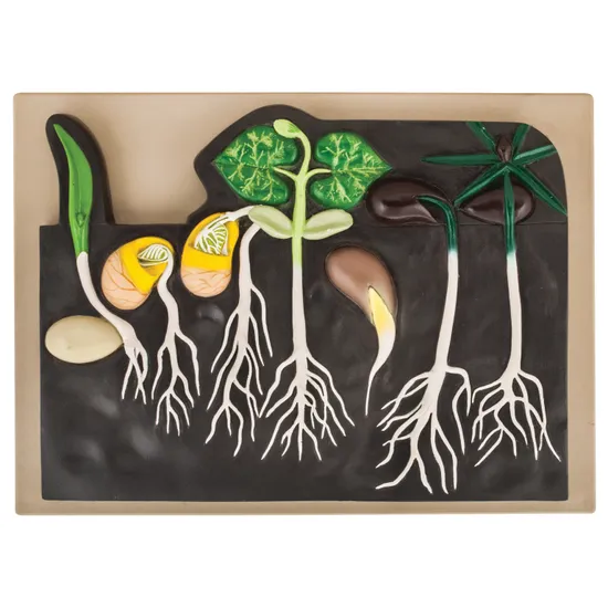 Germination Model