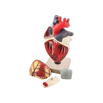 Human Heart Model - 4 Parts