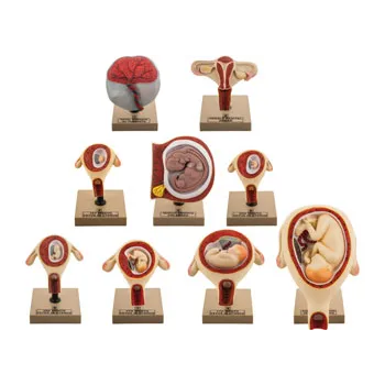Embryonic Fetal Development - Set of 9