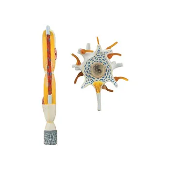 Nerve Cell Model Growing Nerve Cells: The Longer The Cell, The Better