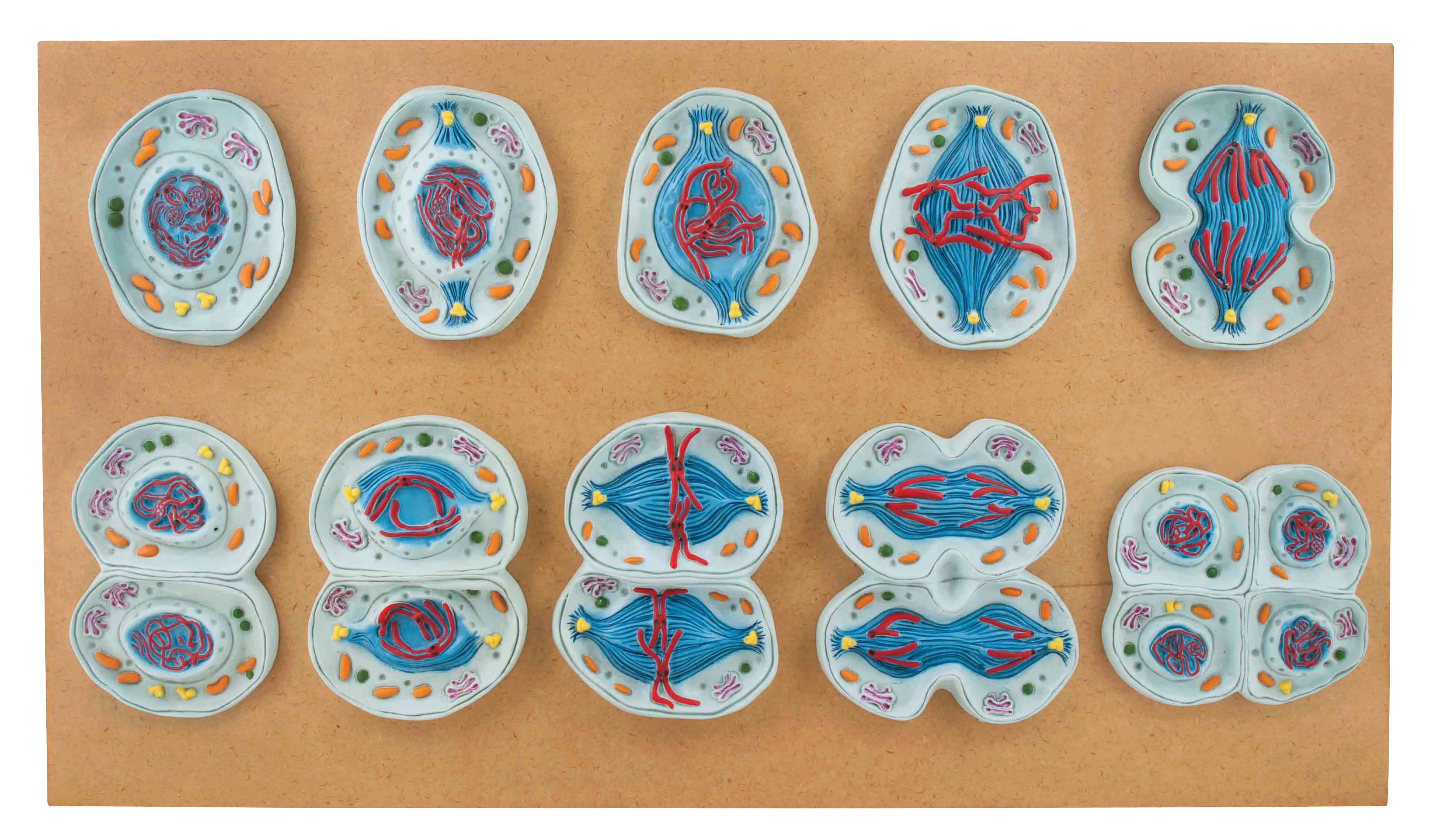 Modeling Meiosis With Play Dough My Biology Class How To Make A DNA