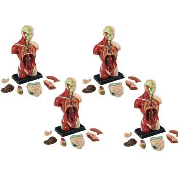 Human Anatomy - Set of 4