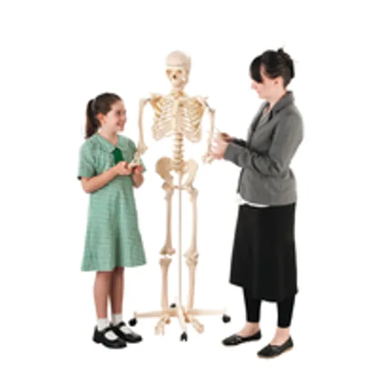 Human Skeleton With Stand - 160 cm - MTA Catalogue