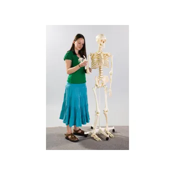 Skeleton on Stand - 160 cm