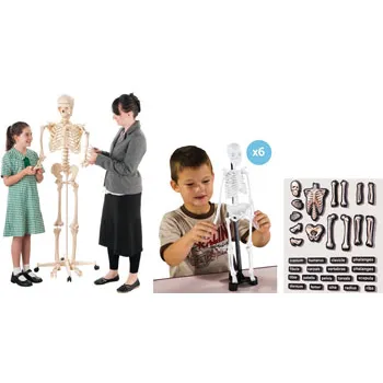 Assorted Skeleton Kit