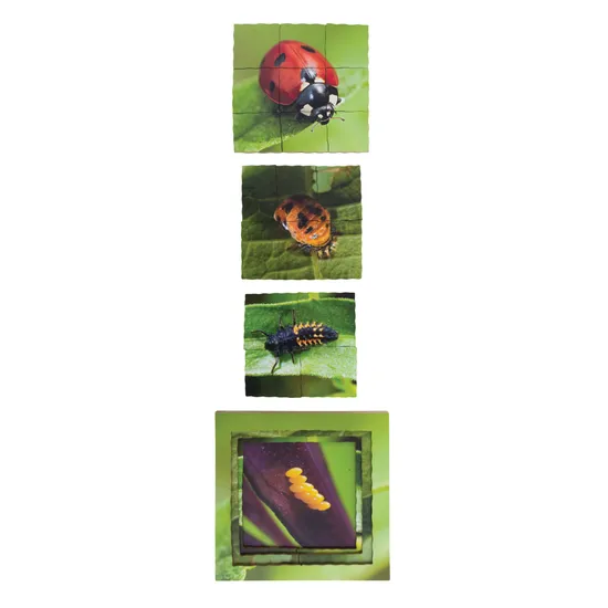 Insect Life Cycles Layered Puzzle - Set of 3