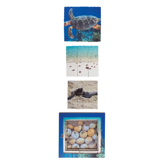 Aquatic Life Cycles Layered Puzzle Set of 3