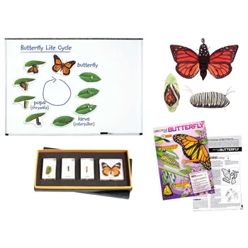 Butterfly Life Cycle Kit