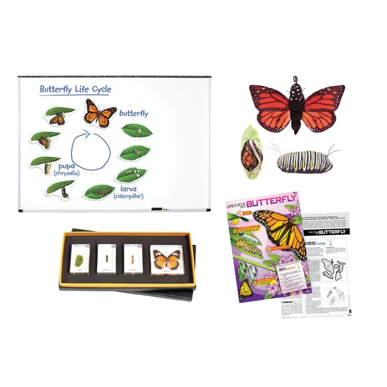 Butterfly Life Cycle Kit