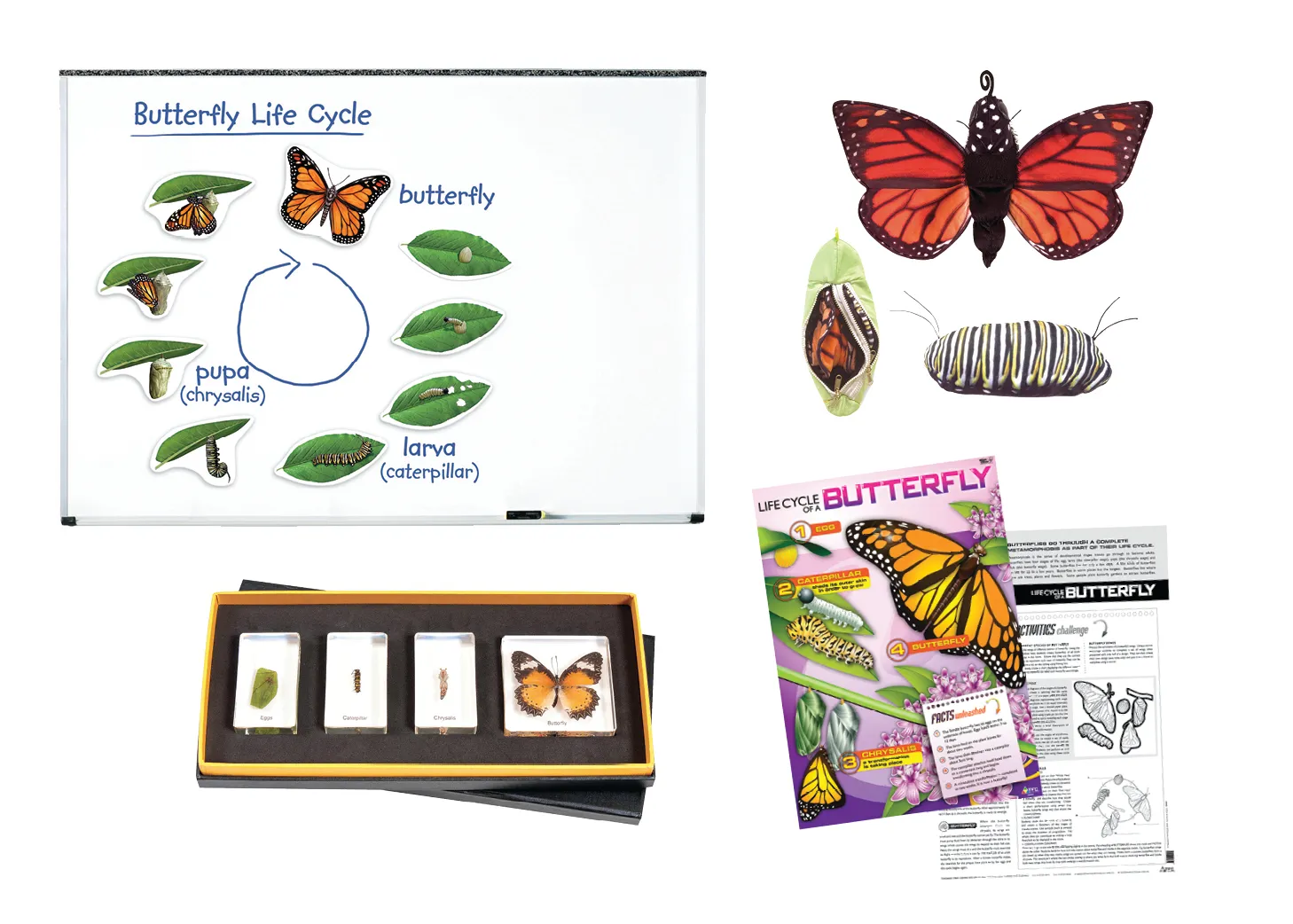 Butterfly Life Cycle Butterfly & Frog Life Cycle Sequencing Cards