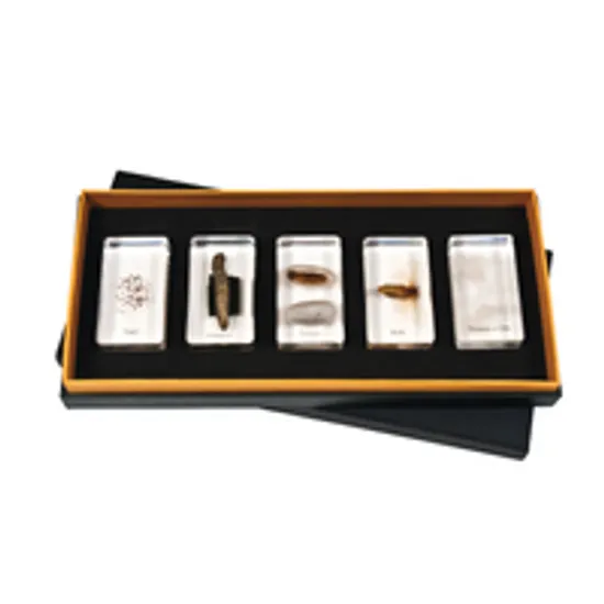 Mini Beast Silk Worm Life Cycle - Pack of 5 - MTA Catalogue