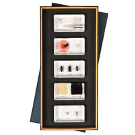 Mini Beasts Honey Bee Life Cycle