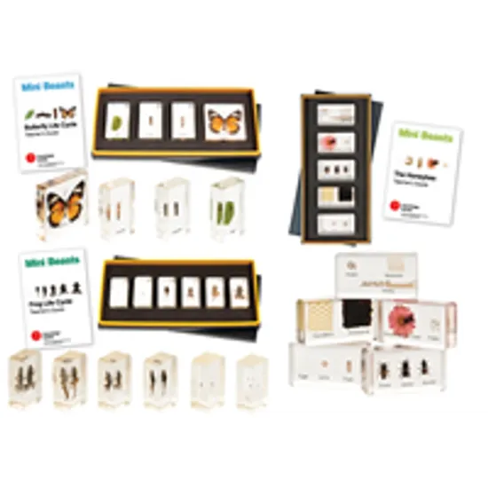 Mini Beasts Life Cycle Kit - Set of 3
