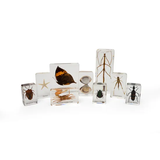 Camouflage Mini Beasts Set