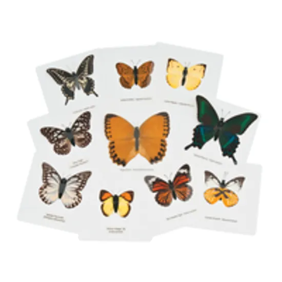 Laminated Butterflies - Set of 10