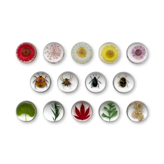 Mini Beast Pebbles Bugs and Plants