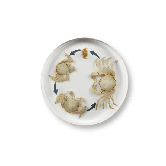 Life Cycle Of A Crab Life Cycle Of A Crab🦀 (not Scale Accurate)