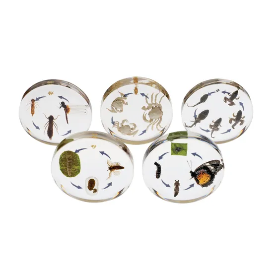 Mini Beasts Life Cycle Blocks