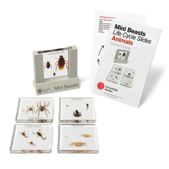 Mini Beast Life Cycle Slides & Viewer - Animals