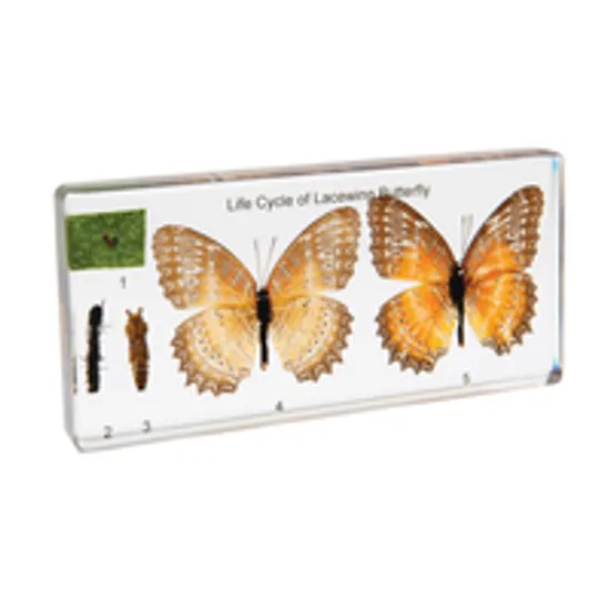 Lacewing Life Cycle Beneficial Insects: Lacewings And Antlions | USU