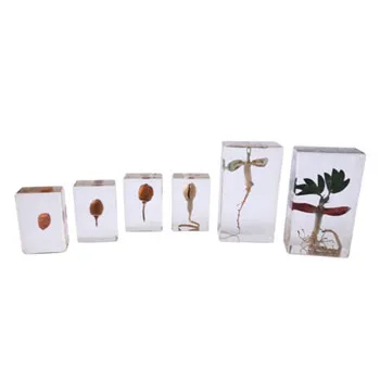 Life Cycle of the Peanut