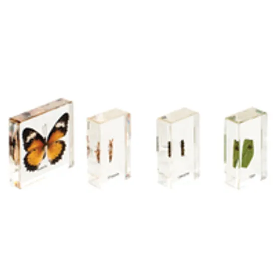 Mini Beasts Butterfly Life Cycle - MTA Catalogue