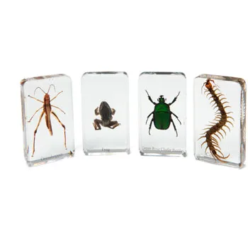 Mini Beast - Garden Critters