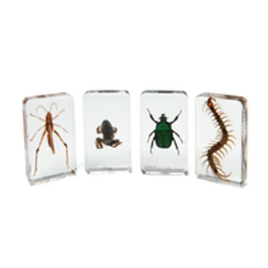 Mini Beasts - Garden Critters