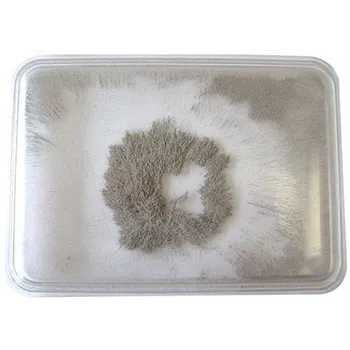 Iron Filings in Case - Pack of 10