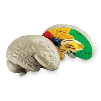 Soft Foam Cross-Section Human Brain Model