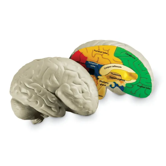Soft Foam Cross-Section Human Brain Model - MTA Catalogue